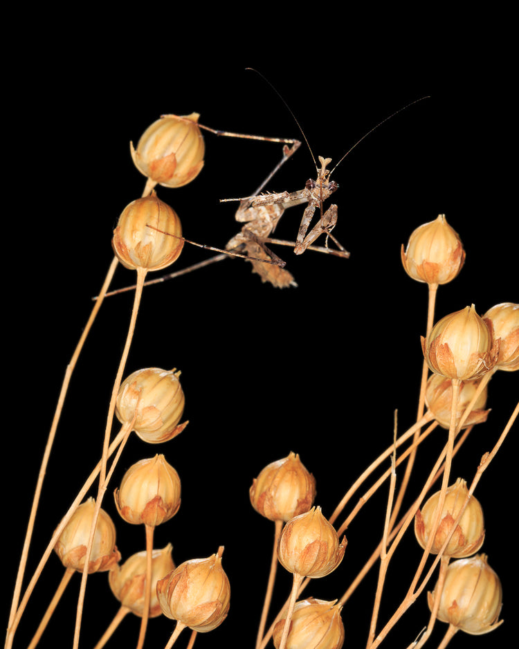 A Cryptic Mantis Strikes a Pose – Rogue Photographic Design